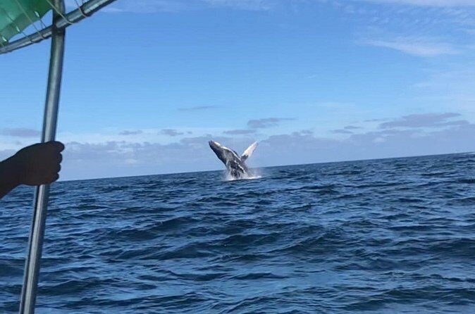 Humpback Whale Watching Private Tour - FAQ