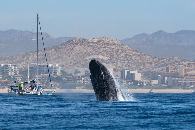 Humpback Whale Watching Private Tour Lead by Marine Biologist - Why Choose This Whale-Watching Tour?