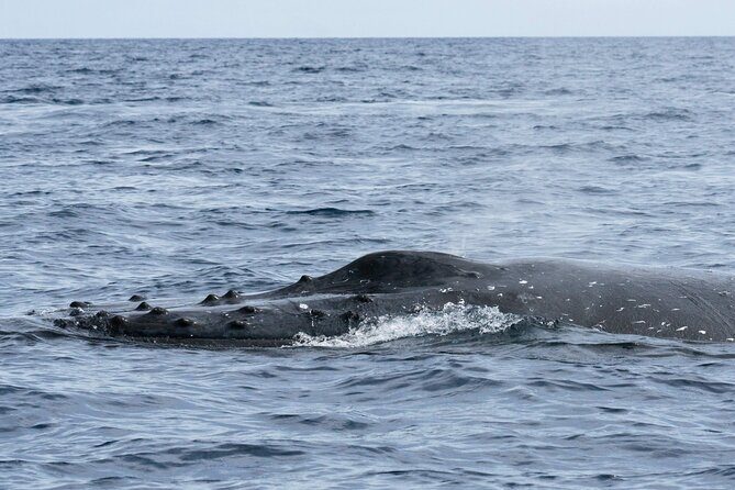 Humpback Whale Watching Private Tour Lead by Marine Biologist - Practical Considerations