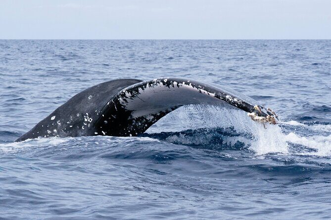 Humpback Whale Watching Private Tour Lead by Marine Biologist - Final Summary