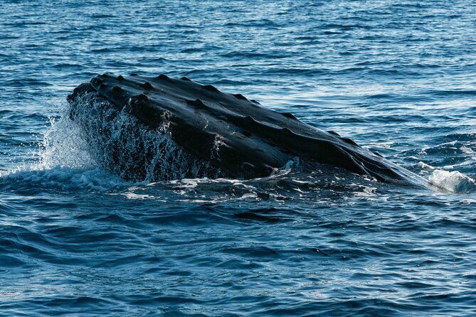 Humpback Whale Watching Private Tour Lead by Marine Biologist - FAQ