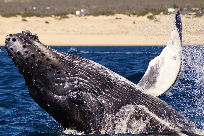 Humpback Whales in Cabo San Lucas - Key Points