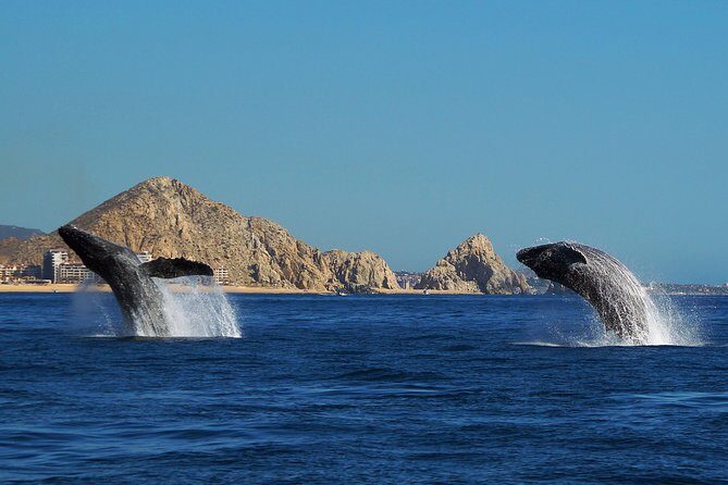 Humpback Whales in Cabo San Lucas - Who Will Love This Experience?