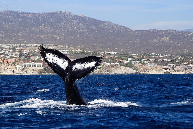 Humpback Whales in Cabo San Lucas - Practical Tips for Your Whale-Watching Trip