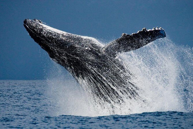 Humpback Whales in Cabo San Lucas - Final Thoughts