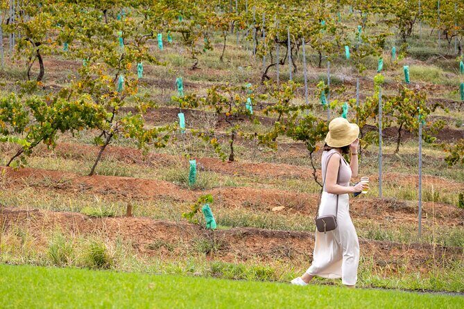 Hunter Valley All Inclusive, Wine, Chocolate Tasting and Lunch - The Sum Up