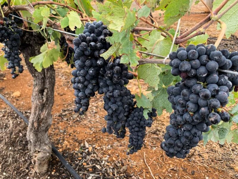 Hunter Valley: Private Day Tour from Sydney with Your Crew! - Who Is This Tour Best For?