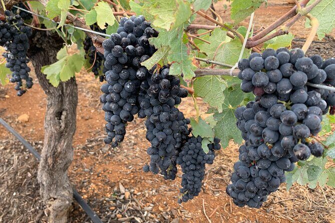 Hunter Valley Private Tour - Practical Details and Tips