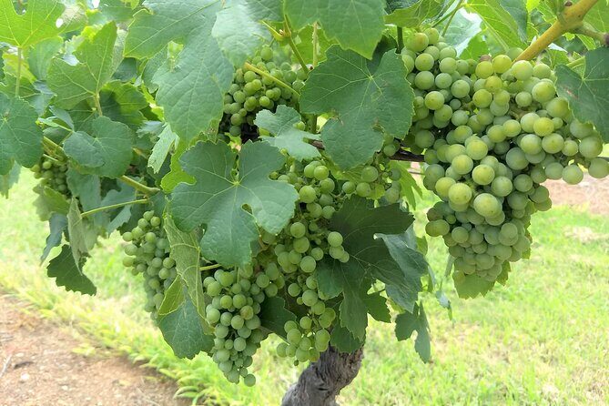 Hunter Valley wine and cheese starting from the Hunter region - What Makes This Tour Stand Out?