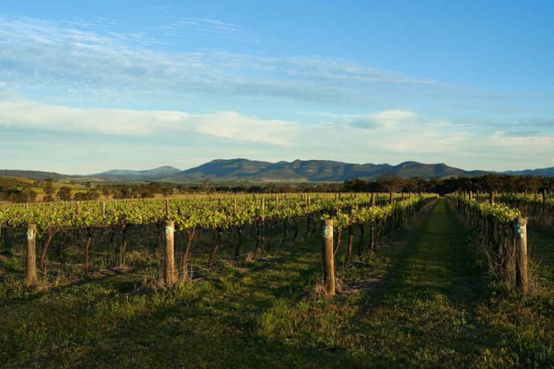 Hunter Valley Wine & Cheese Tasting Tour from Sydney - The Complete Experience: An In-Depth Look