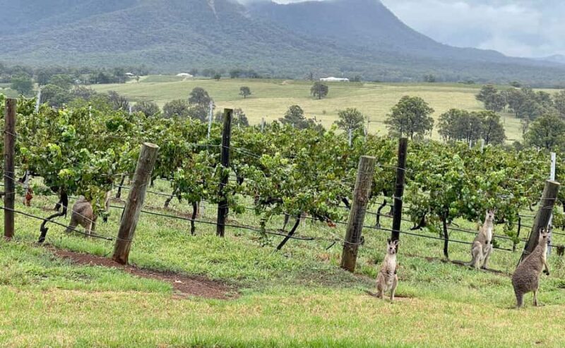 Hunter Valley Wine Tasting | Private Day Tour | From Sydney - An In-Depth Look at the Hunter Valley Private Tour