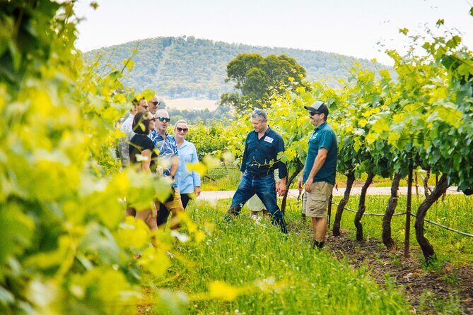 Hunter Valley Wine Tasting Tour from Sydney - What We Love About the Tour
