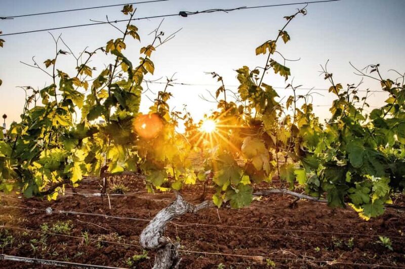 Hunter Valley: Wine Tour with 3 Tastings and Garden Lunch - Transportation, Group Size, and Cost