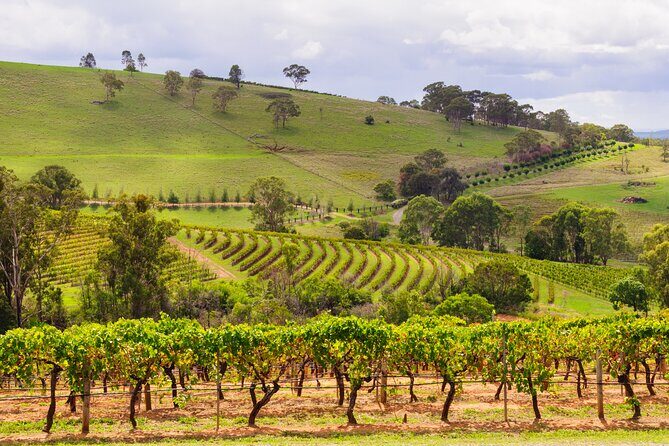 Hunter Valley Winery - Premium Tasting for Private Tours - Who Will Love This Tour?