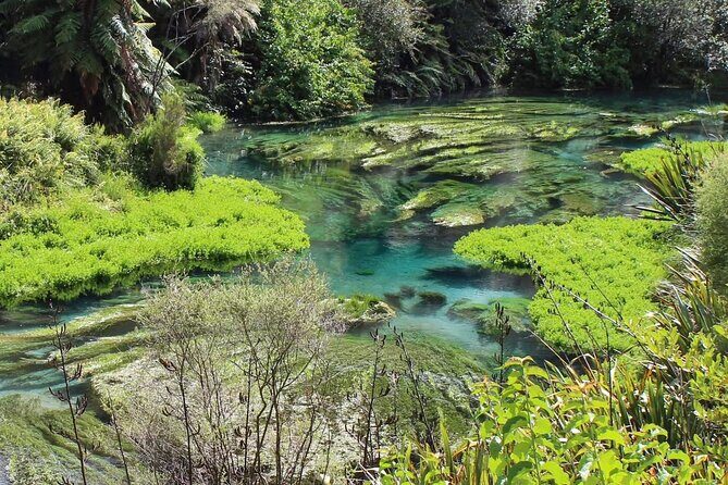 Hunua Falls and Blue Springs (Te Waihou): Private Tour - Why Choose This Private Tour?