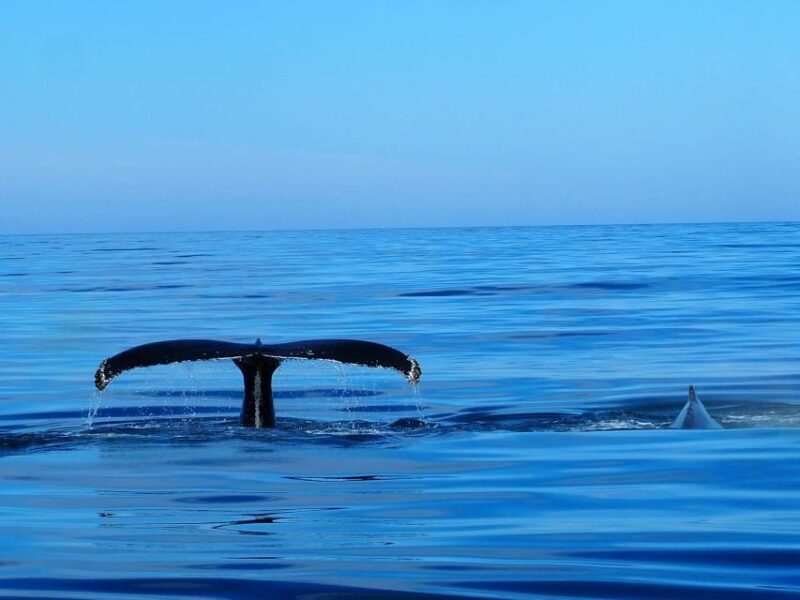 Húsavík: Big Whales and Puffin Island Speedboat Tour - An In-Depth Look at the Experience