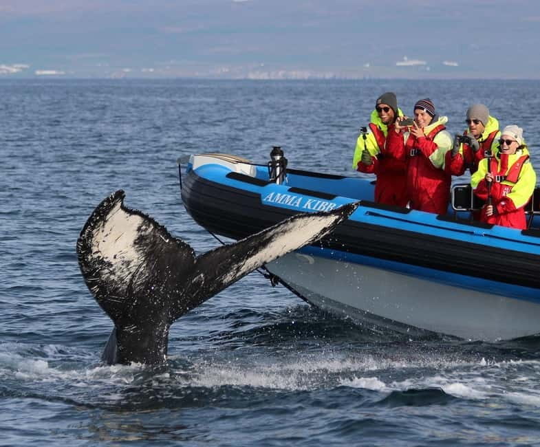 Húsavík: Original Big Whale Safari & Puffins by Speedboat - Why Choose the Húsavík Big Whale Safari & Puffins Tour?