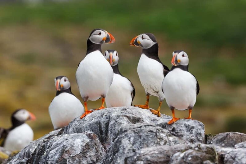 Húsavík: Original Big Whale Safari & Puffins by Speedboat - Authentic Experiences and Real Traveler Insights