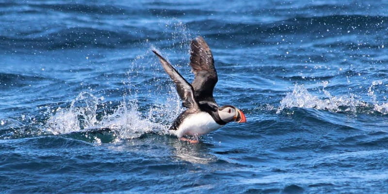 Húsavík: Original Big Whale Safari & Puffins by Speedboat - Final Thoughts: Who Is This Tour Perfect For?