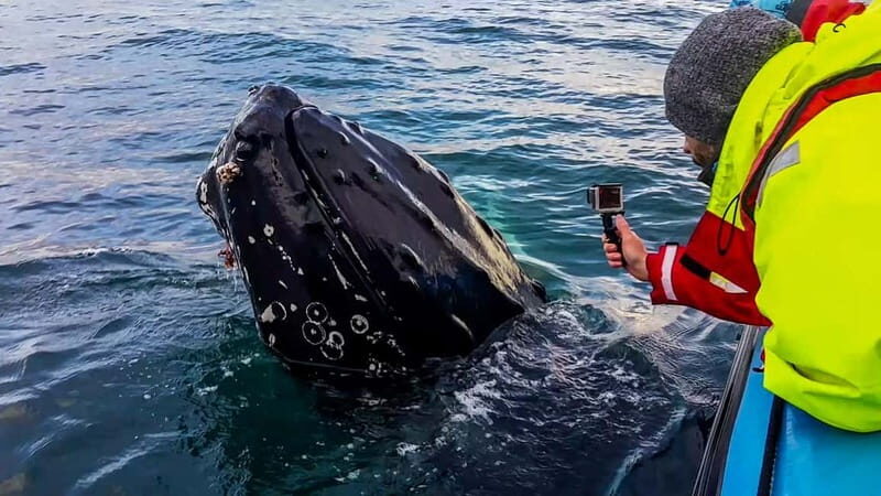 Húsavík: Original Big Whale Safari & Puffins by Speedboat - Frequently Asked Questions