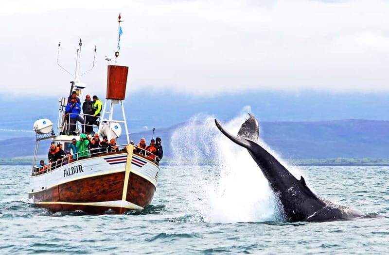 Húsavík: Traditional Whale Watching Tour - Key Points  