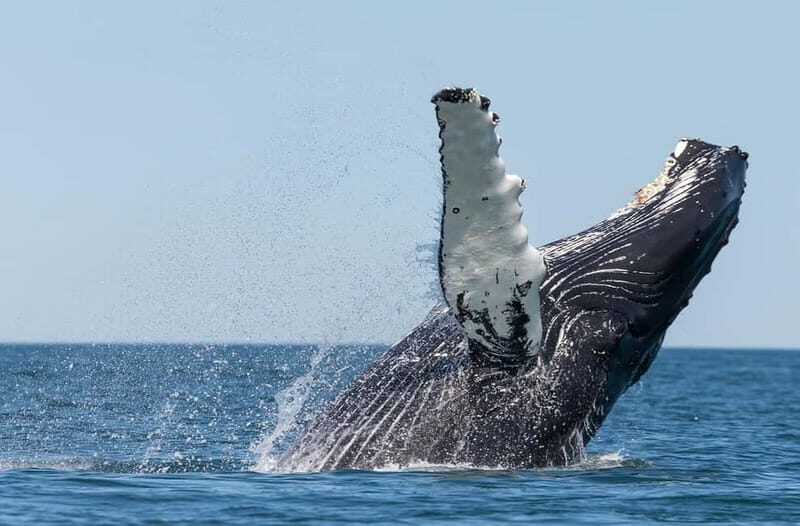 Húsavík: Traditional Whale Watching Tour - Why Choose the Húsavík Whale Watching Tour?  