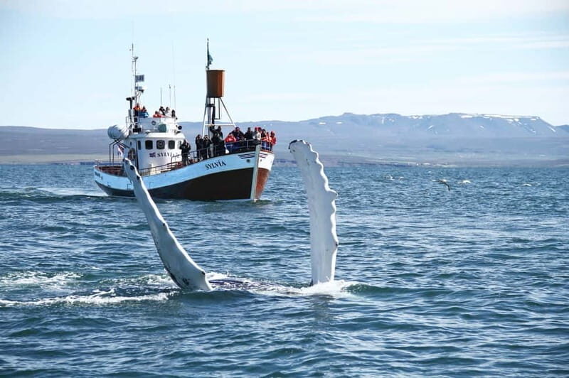 Húsavík: Traditional Whale Watching Tour - The Value of the Experience  