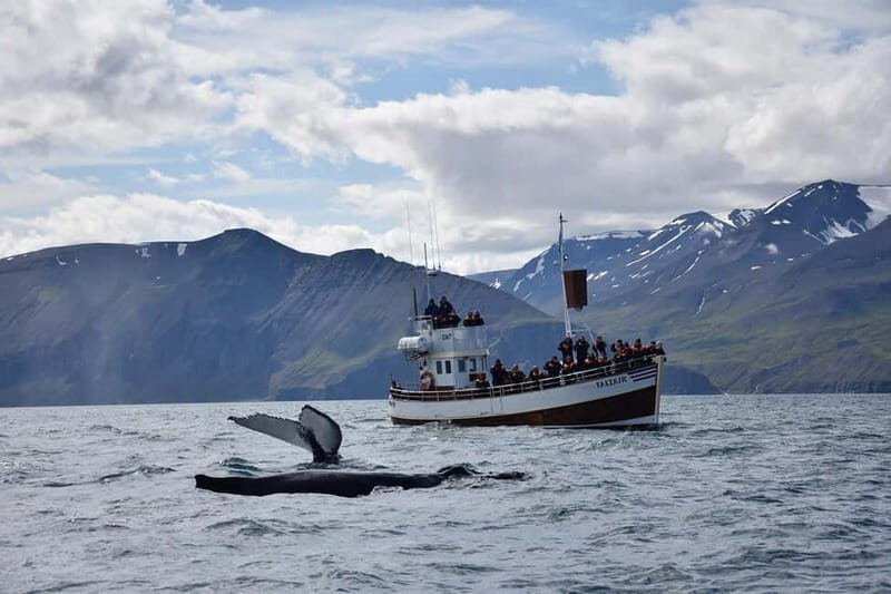 Húsavík: Traditional Whale Watching Tour - FAQ  