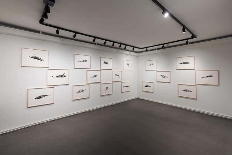 Húsavík: Whale Museum Entry Ticket - An In-Depth Look at the Húsavík Whale Museum Experience