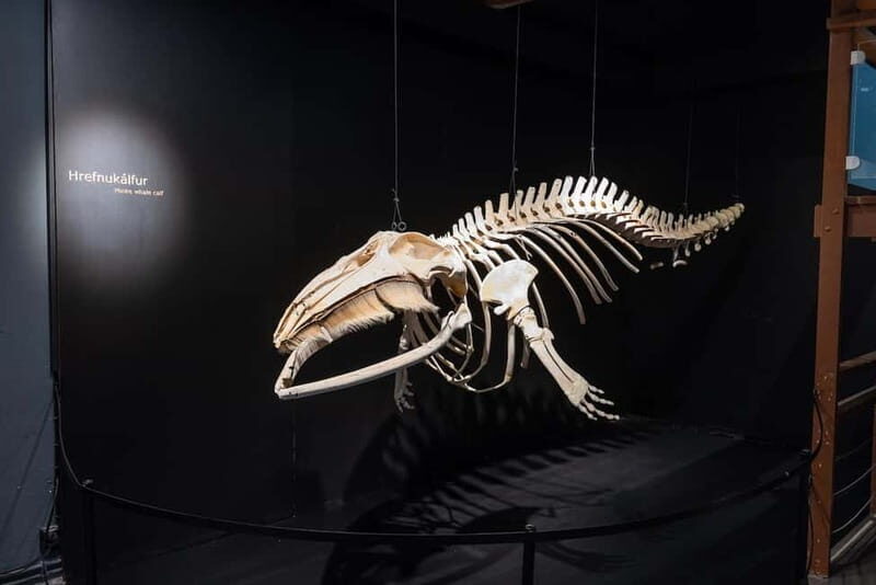 Húsavík: Whale Museum Entry Ticket - FAQ