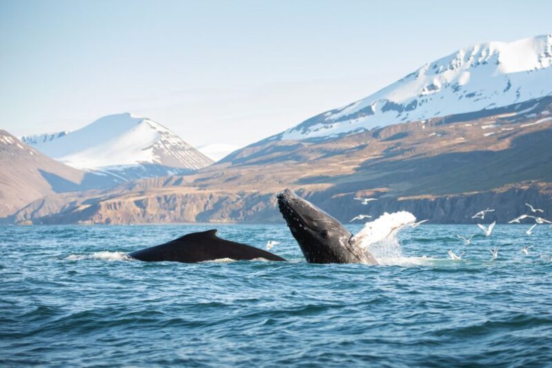 Húsavík: Whale-Watching Cruise and Puffins Guided Tour - Introduction to the Tour