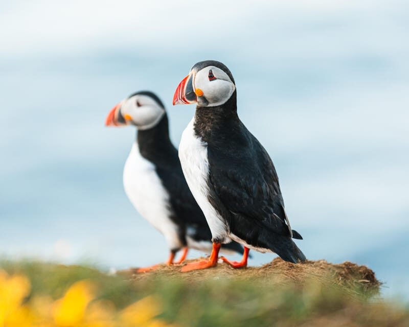 Húsavík: Whale-Watching Cruise and Puffins Guided Tour - The Sightings and Wildlife