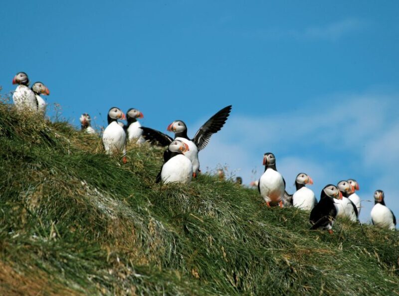 Húsavík: Whale-Watching Cruise and Puffins Guided Tour - Practical Tips for Travelers