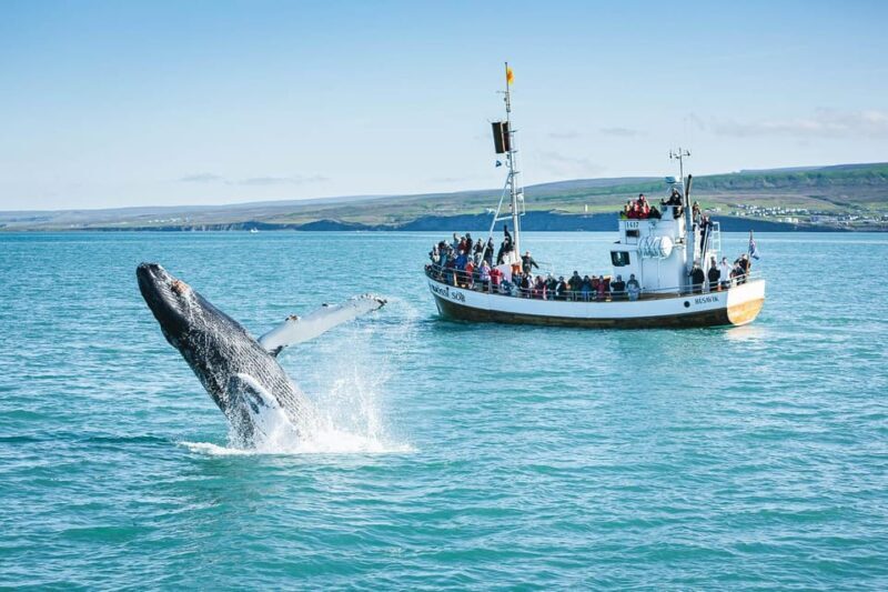 Húsavík: Whale-Watching Cruise and Puffins Guided Tour - Who Is This Tour Best For?
