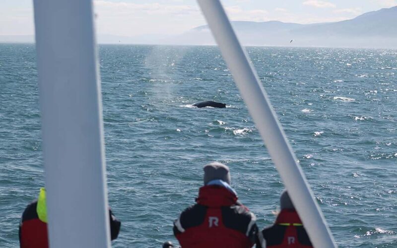 Húsavík: Whale Watching  Family Run with Indoor Seats - Key Points