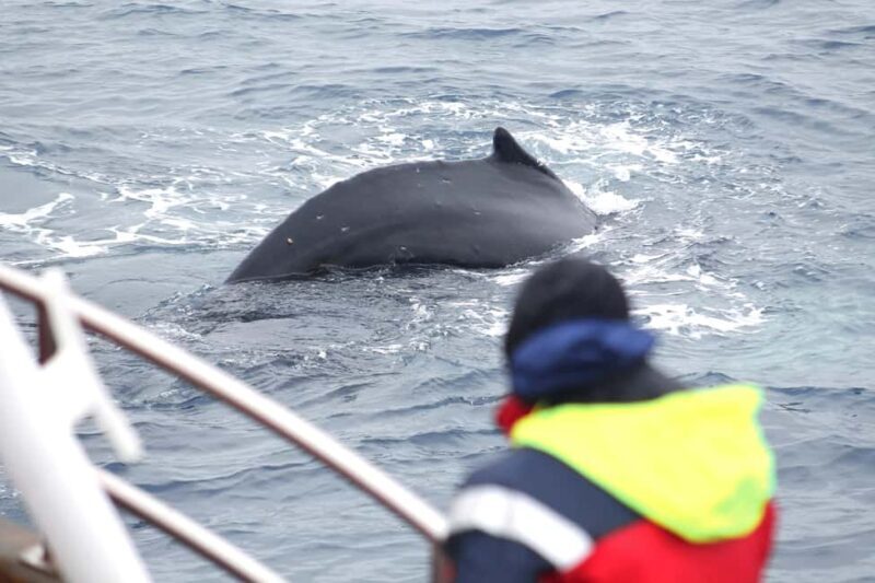 Húsavík: Whale Watching  Family Run with Indoor Seats - Practicalities & What to Expect