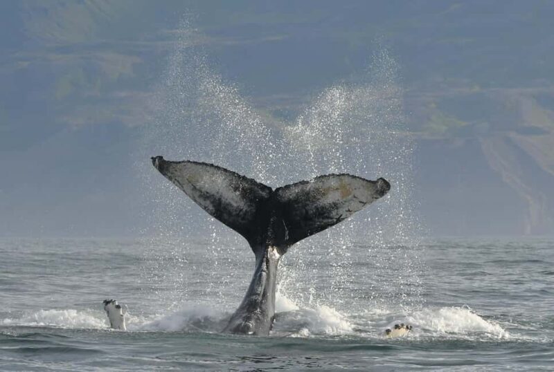 Húsavík: Whale Watching  Family Run with Indoor Seats - What Do Travelers Love Most?