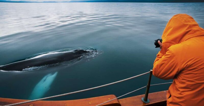 Husavik: Whale Watching on a Carbon Neutral Oak Boat - Key Points