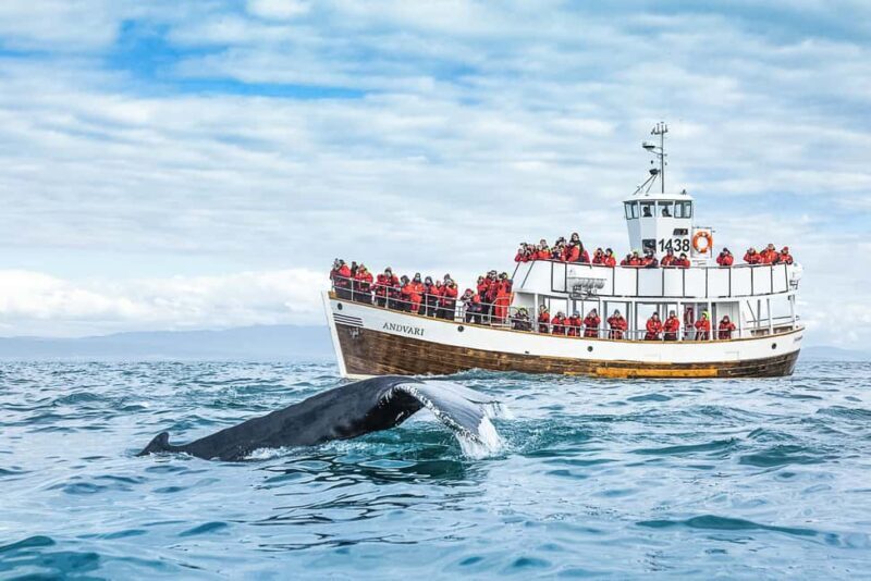 Husavik: Whale Watching on a Carbon Neutral Oak Boat - An In-Depth Look at the Husavík Whale Watching Tour