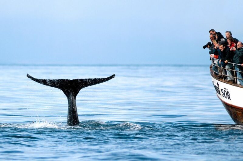 Husavik: Whale Watching on a Carbon Neutral Oak Boat - FAQ