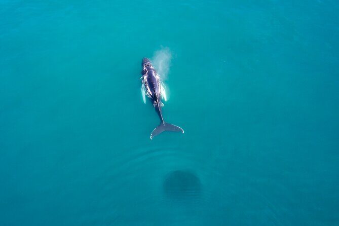 Húsavík Whale Watching Tour, family owned and operated - Practical Tips for Your Whale Watching Adventure