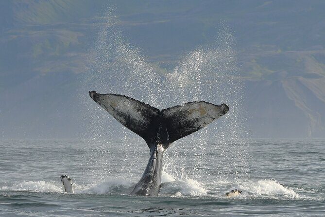 Húsavík Whale Watching Tour, family owned and operated - The Sum Up
