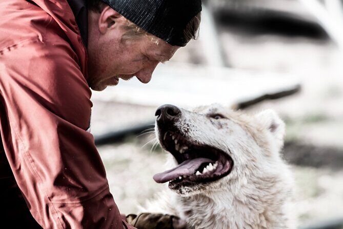 Husky cuddle at Fjälläventyr Dog Park - admission ticket - Key Points