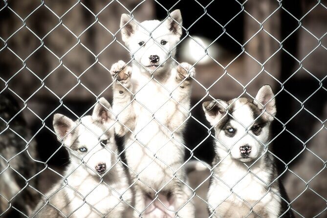 Husky cuddle at Fjälläventyr Dog Park - admission ticket - Is It Worth the Cost?