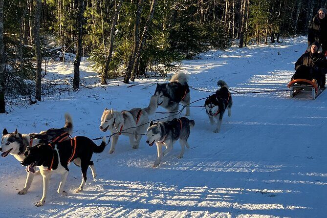 Husky dog sled/bike kart ride in Latvia ~ 3h group tour from Riga - An Honest Look at Latvia’s Husky Dog Sled and Bike Kart Tour from Riga