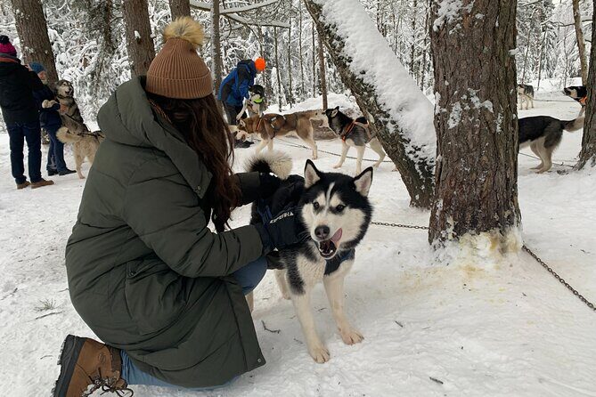 Husky dog sled/bike kart ride in Latvia ~ 3h group tour from Riga - The Experience: What You Can Expect