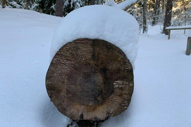 Husky dog sled/bike kart ride in Latvia ~ 3h group tour from Riga - Who Will Love This Tour?