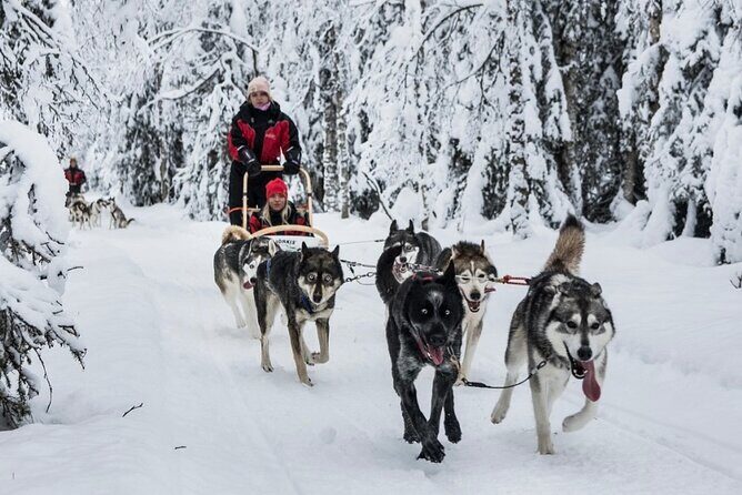 Husky Dog Sledding Experience - Key Points