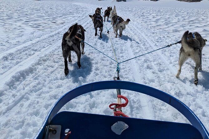 Husky Dog Sledding Experience - The Itinerary & What to Expect