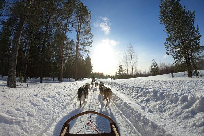 Husky Dog Sledding Experience - Who Will Love This Tour?